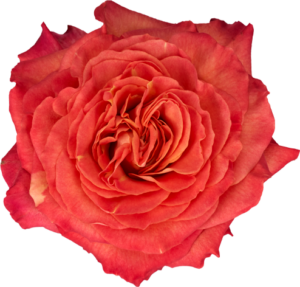 Priscilla – Parfum Flower Company