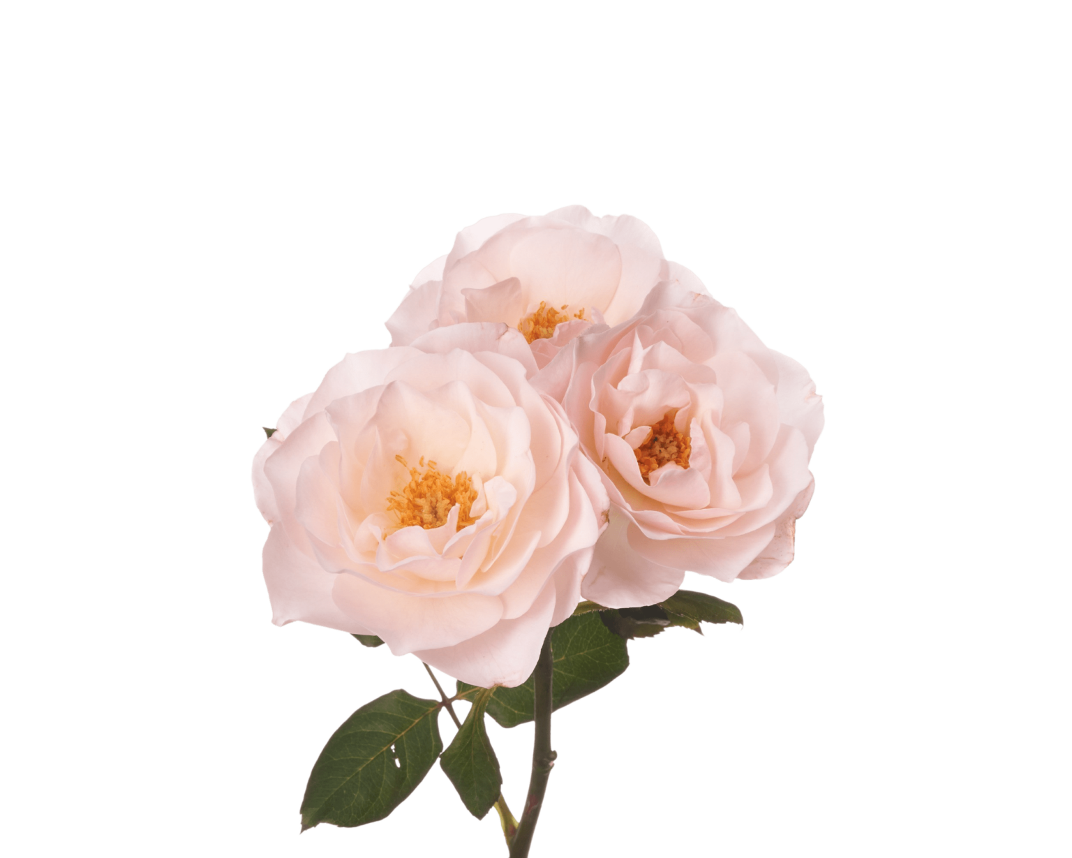 Beatrice – Parfum Flower Company