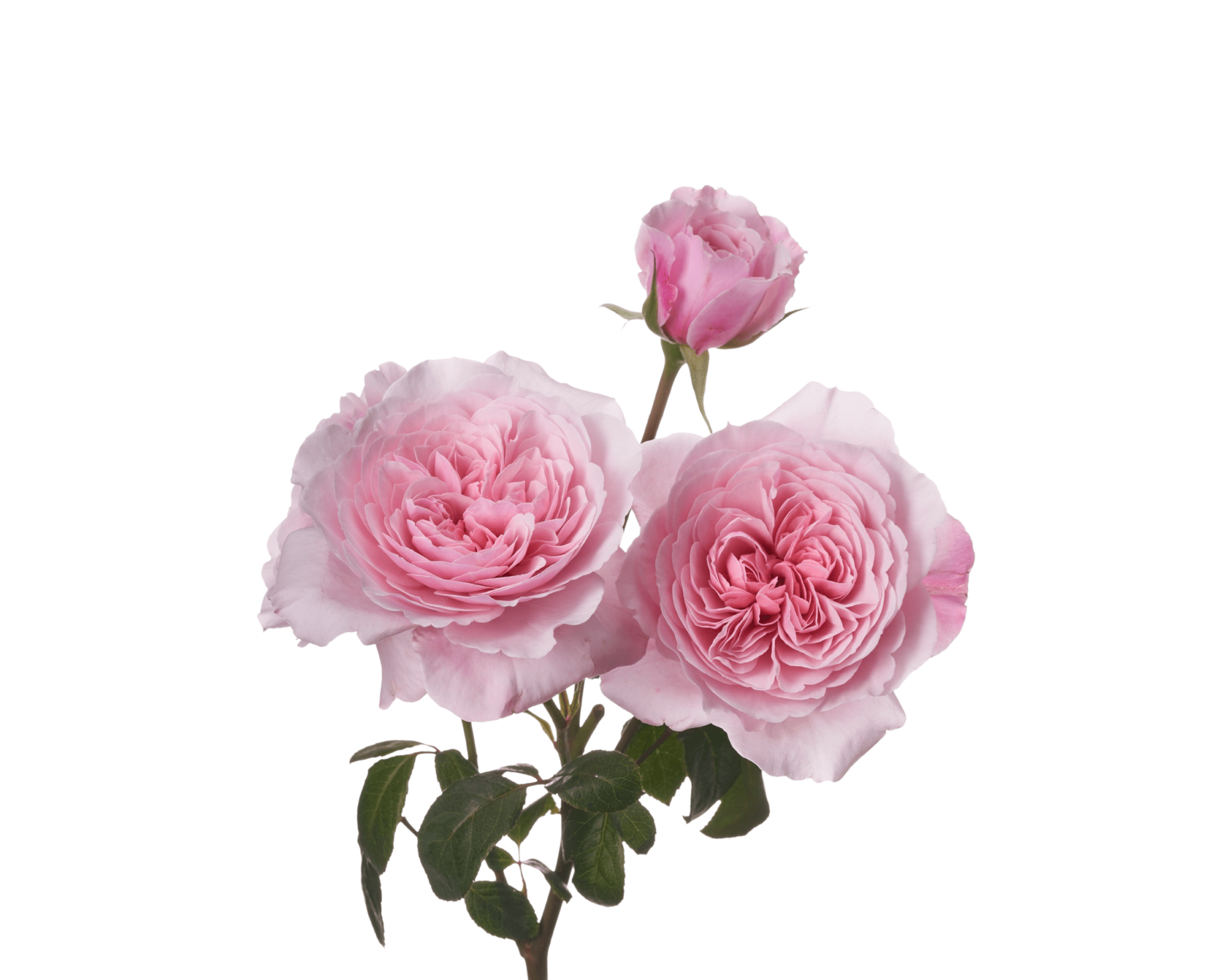 Beatrice – Parfum Flower Company