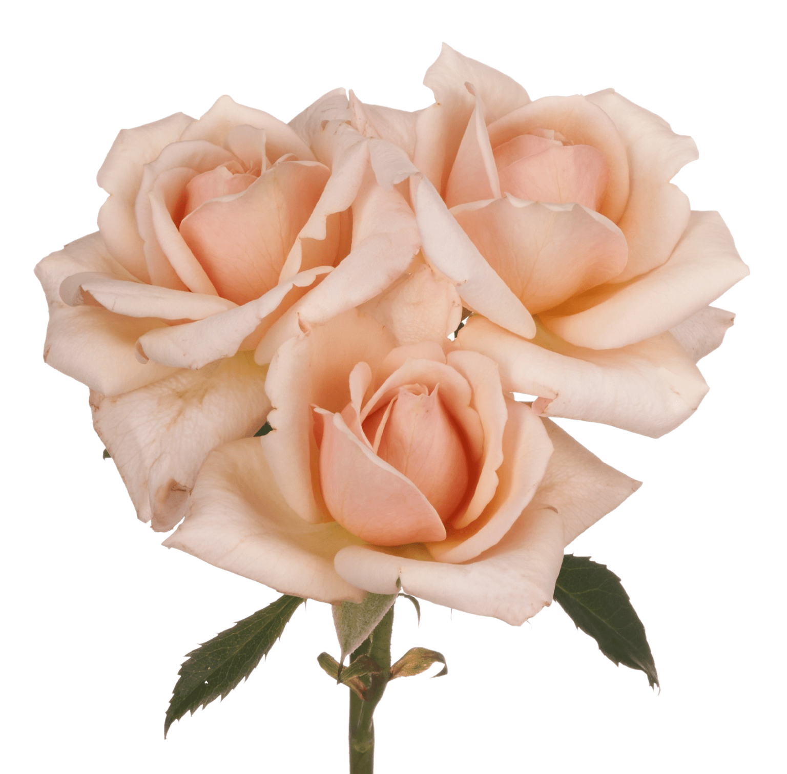 Beatrice – Parfum Flower Company