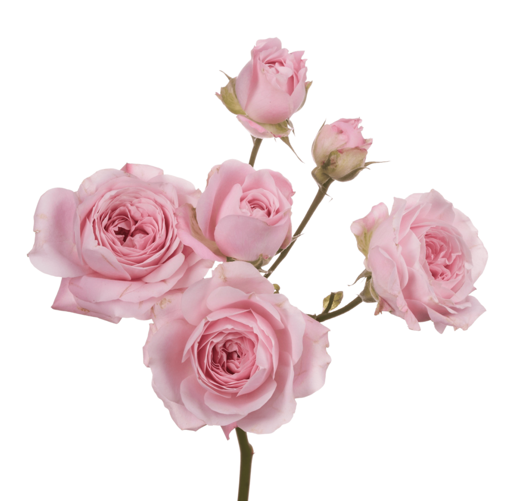 #ashtag Chakra – Parfum Flower Company