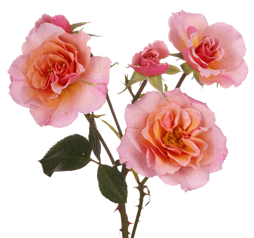 Free Spirit – Parfum Flower Company