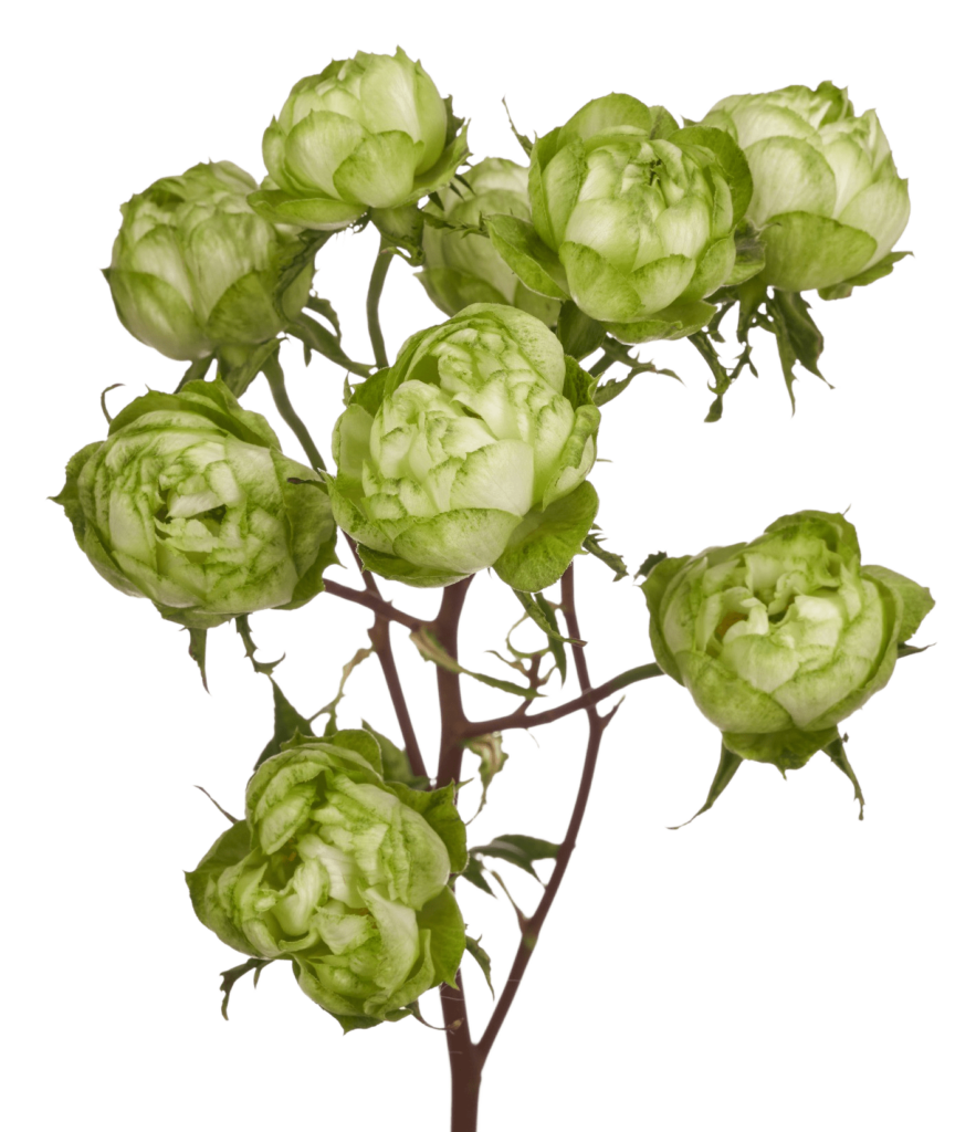 Princess Roses – Parfum Flower Company