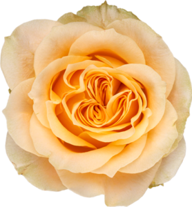 Priscilla – Parfum Flower Company