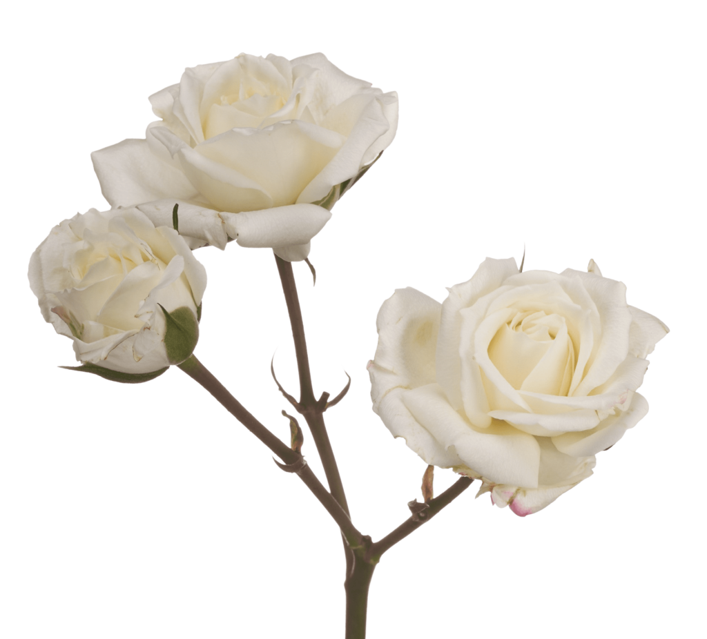 Emma Woodhouse – Parfum Flower Company