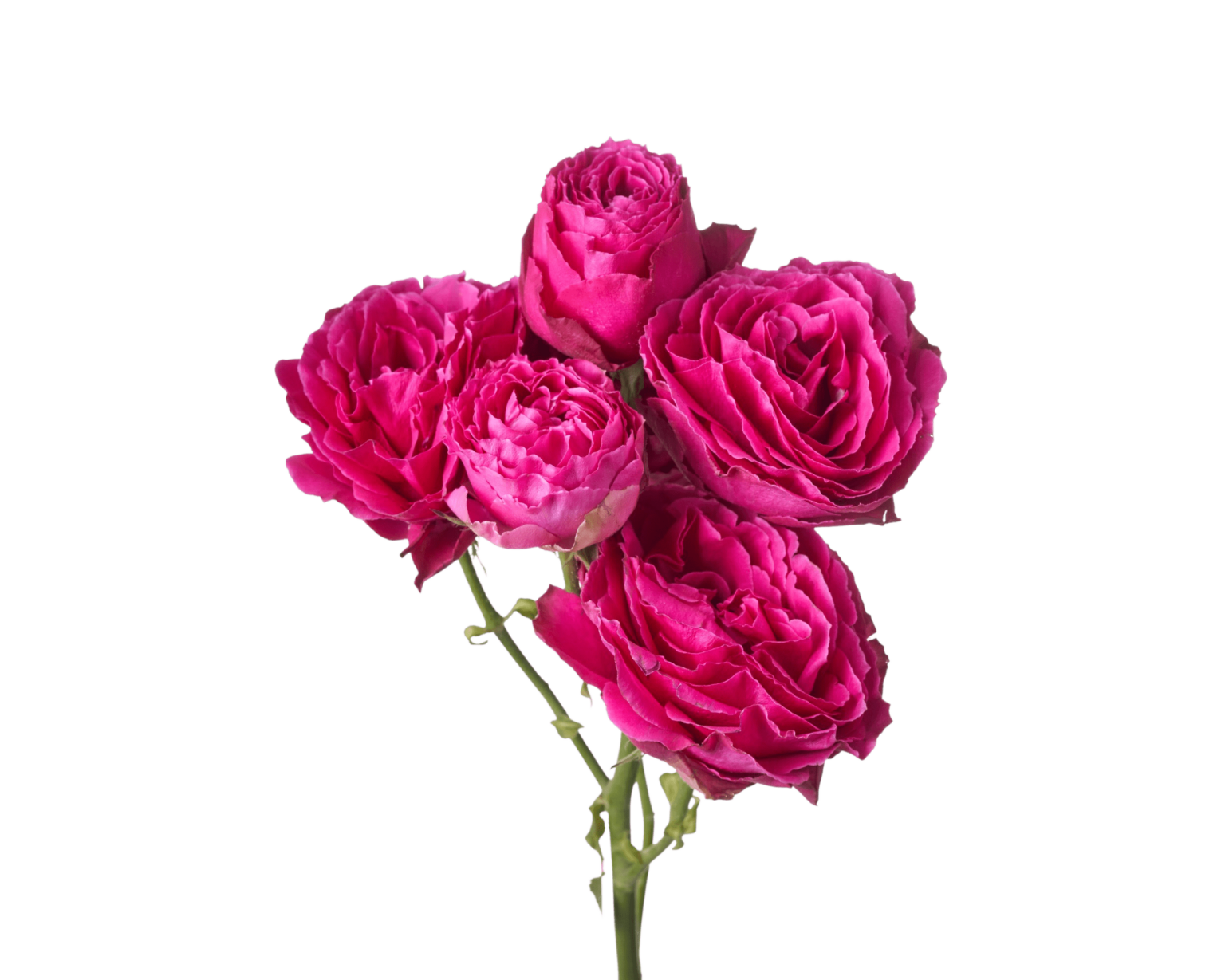 Ashtag Chakra Parfum Flower Company