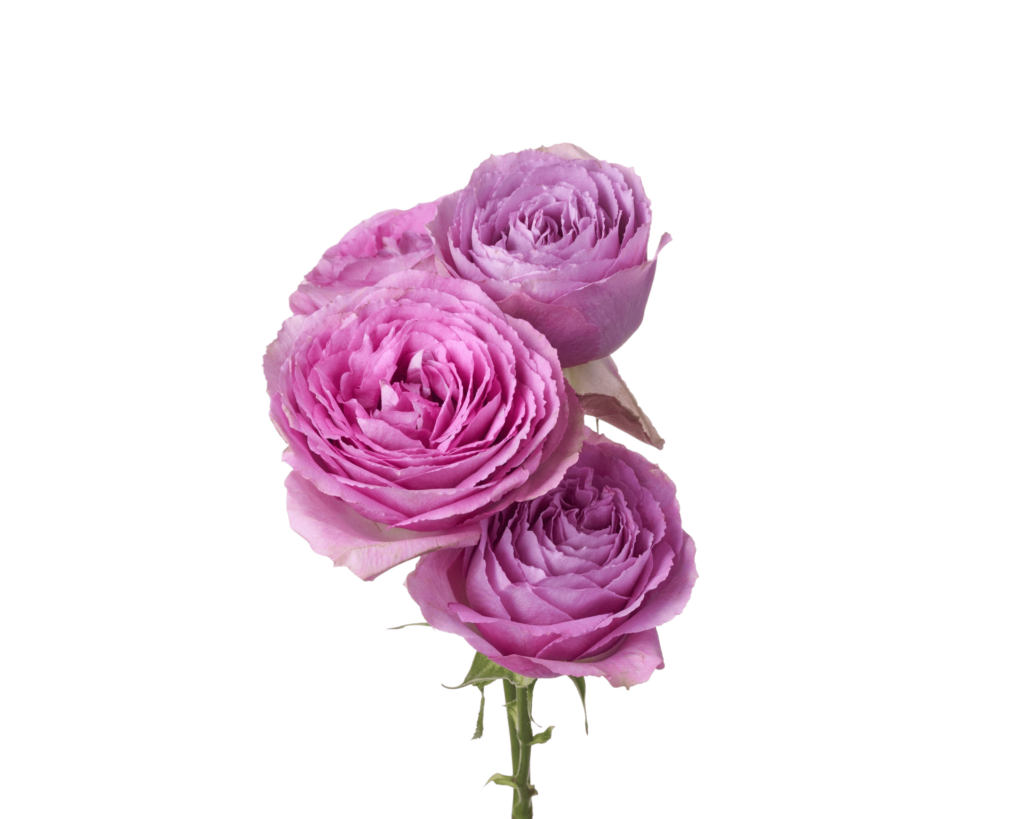 #ashtag Chakra – Parfum Flower Company