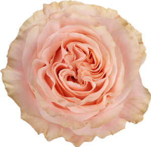 Barista – Parfum Flower Company