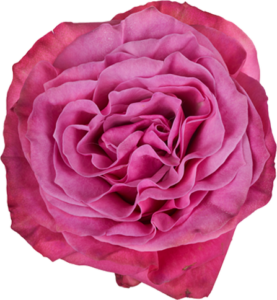 Priscilla – Parfum Flower Company