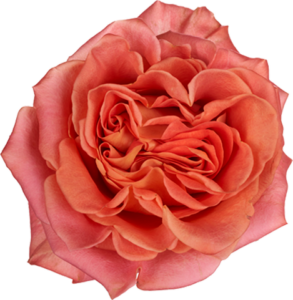 Priscilla – Parfum Flower Company