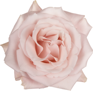 Pimms – Parfum Flower Company