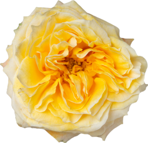 Priscilla – Parfum Flower Company