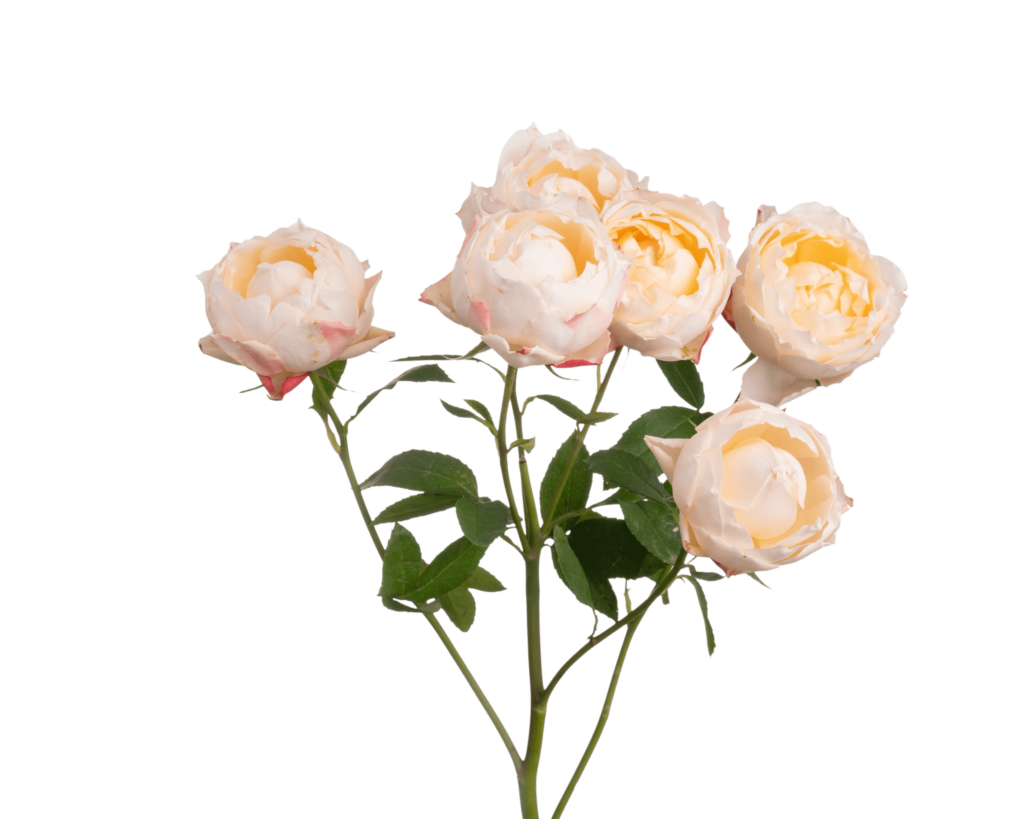 Princess Roses - Parfum Flower Company