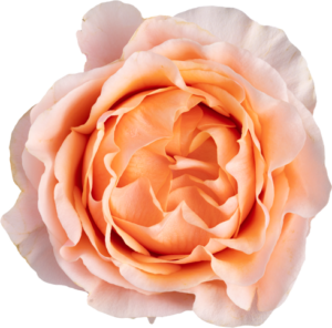 Juliet - Parfum Flower Company