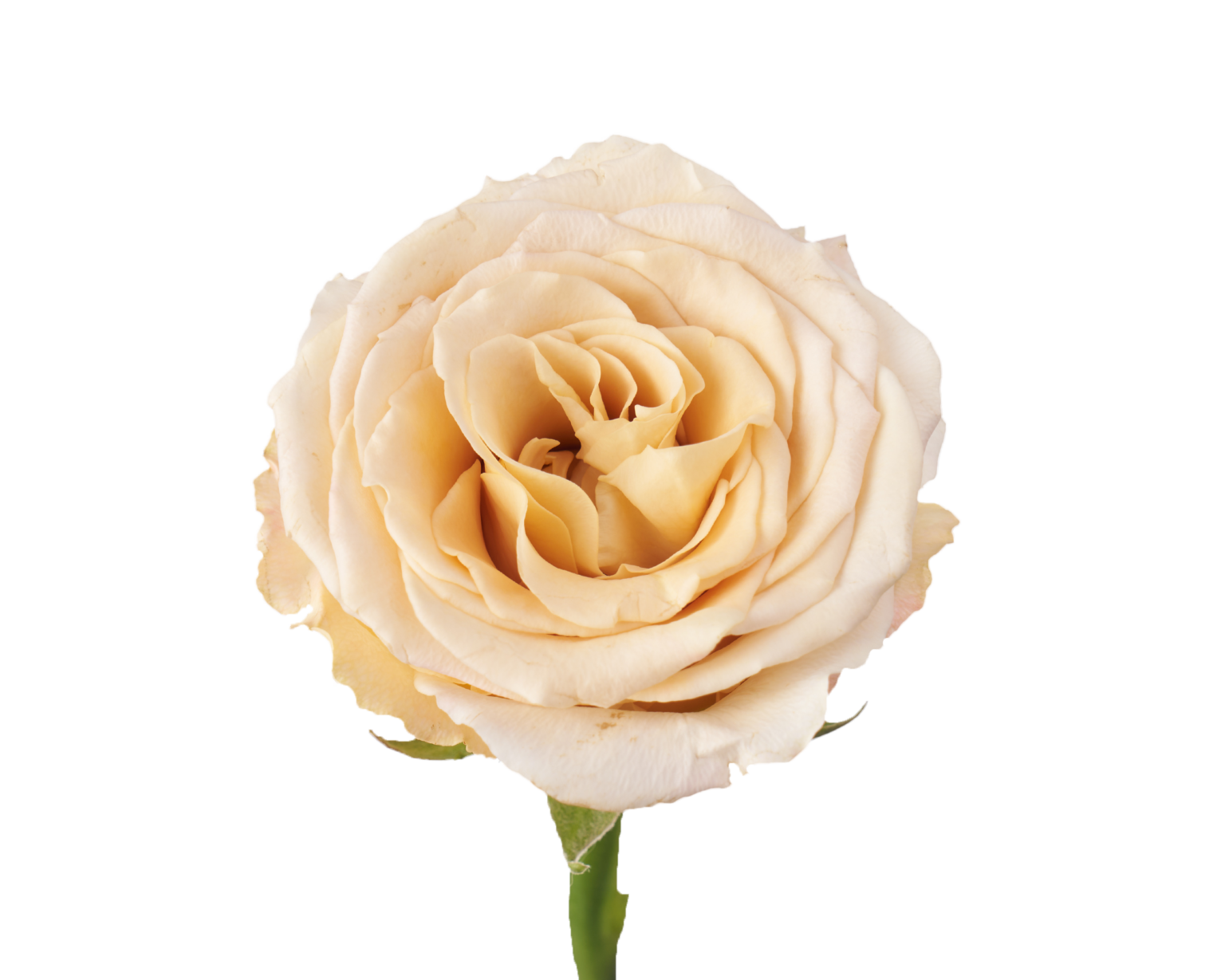 Barista – Parfum Flower Company