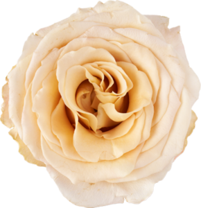 Pimms – Parfum Flower Company