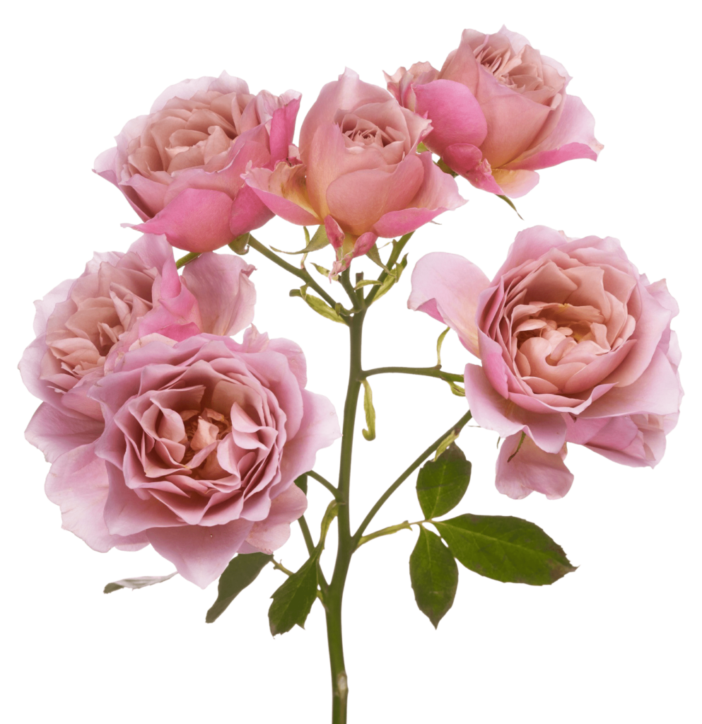 Wabara - Parfum Flower Company