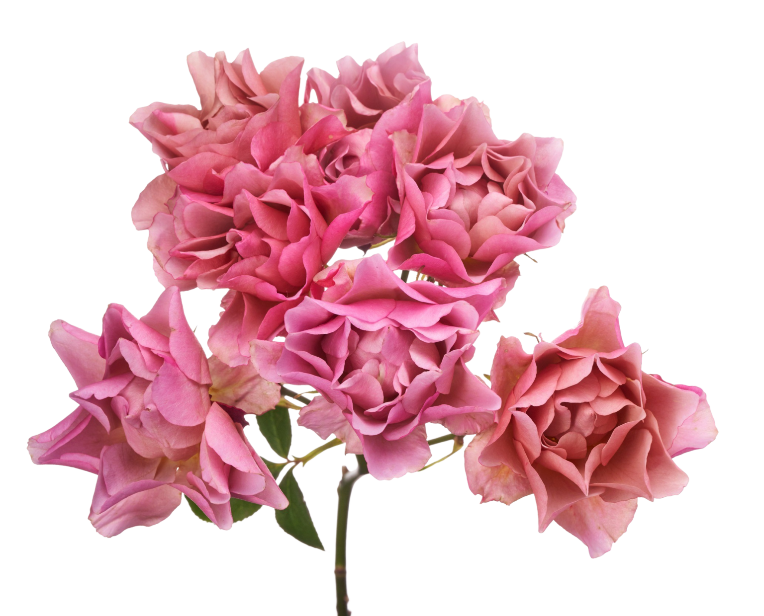 Wabara - Parfum Flower Company