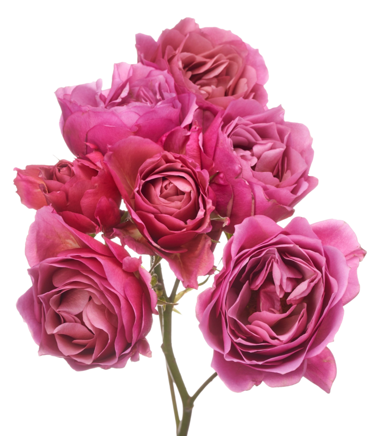 Wabara - Parfum Flower Company