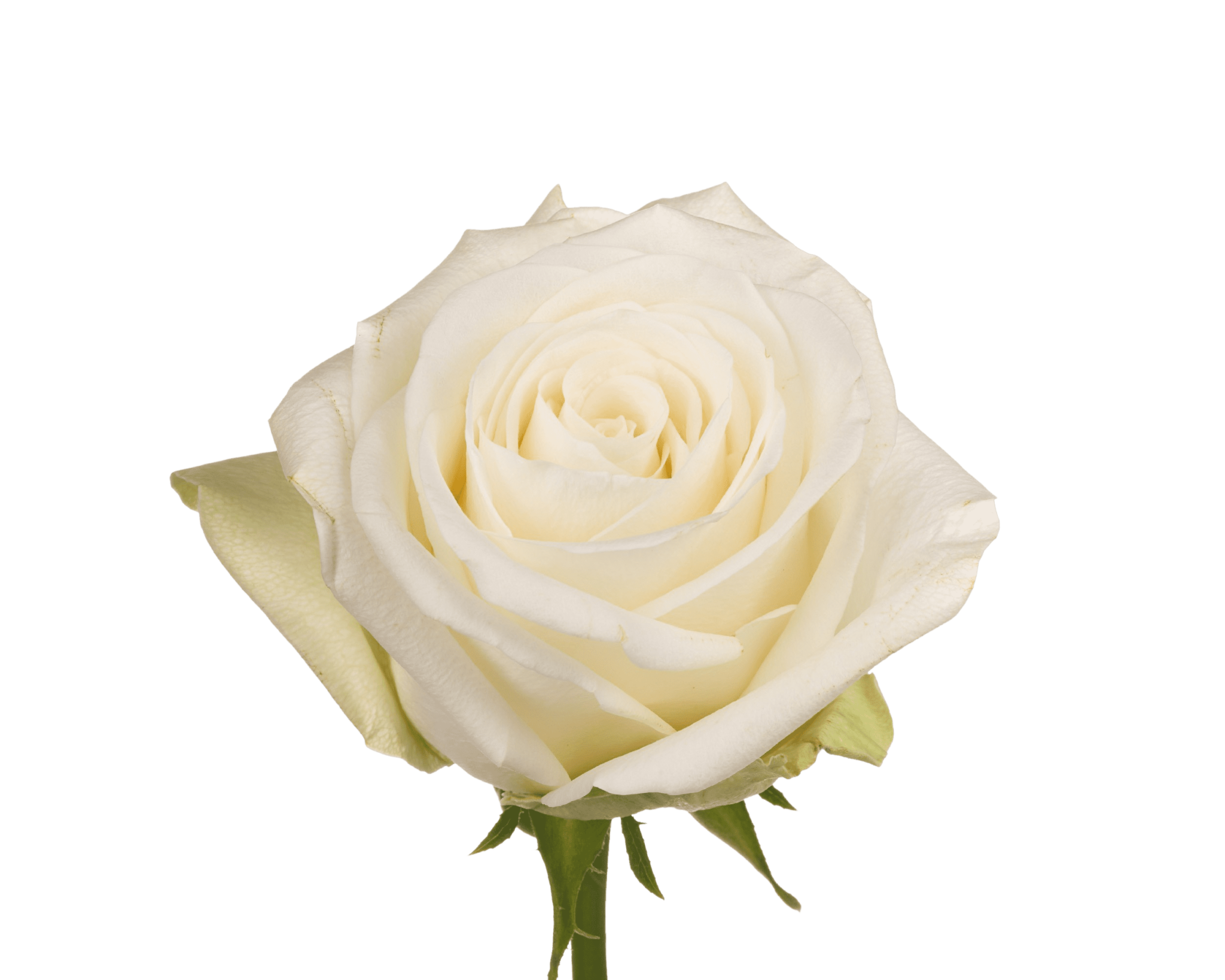 Barista – Parfum Flower Company