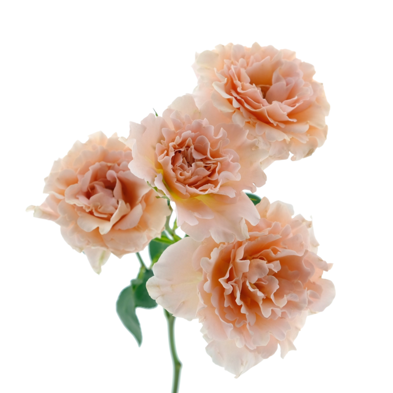 #ashtag Chakra – Parfum Flower Company