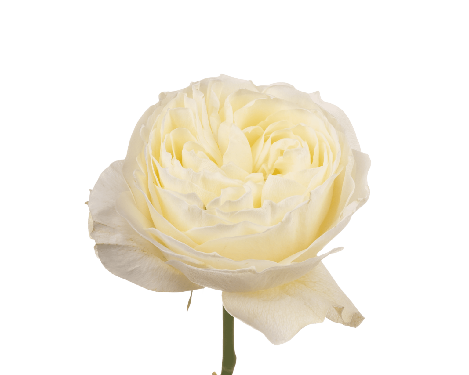 Priscilla – Parfum Flower Company