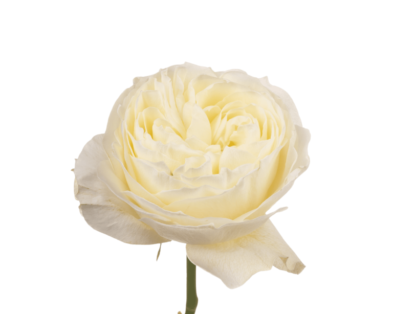 Priscilla – Parfum Flower Company