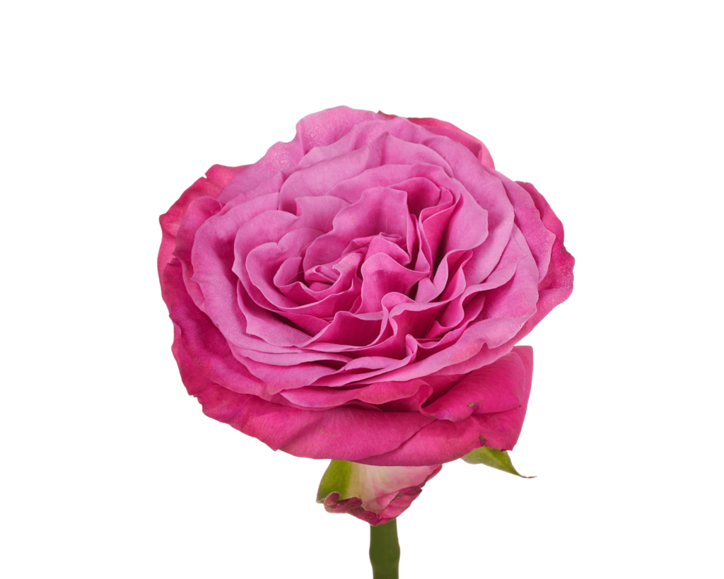 Juliet – Parfum Flower Company