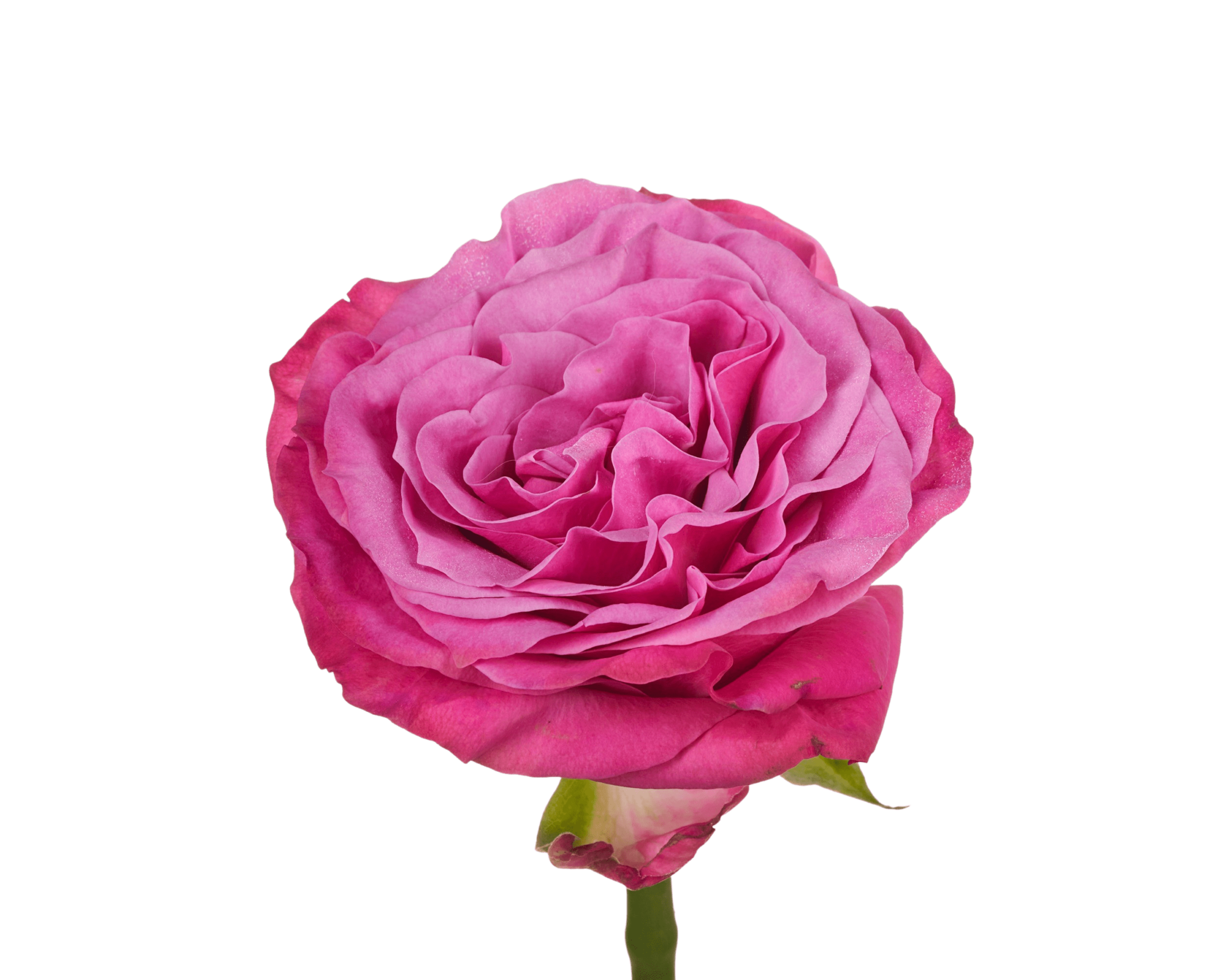 Priscilla – Parfum Flower Company