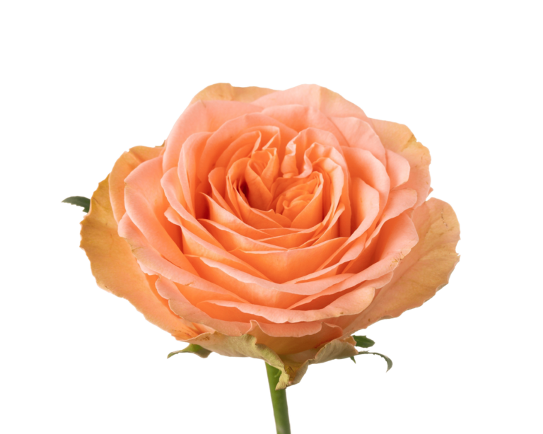 Priscilla – Parfum Flower Company