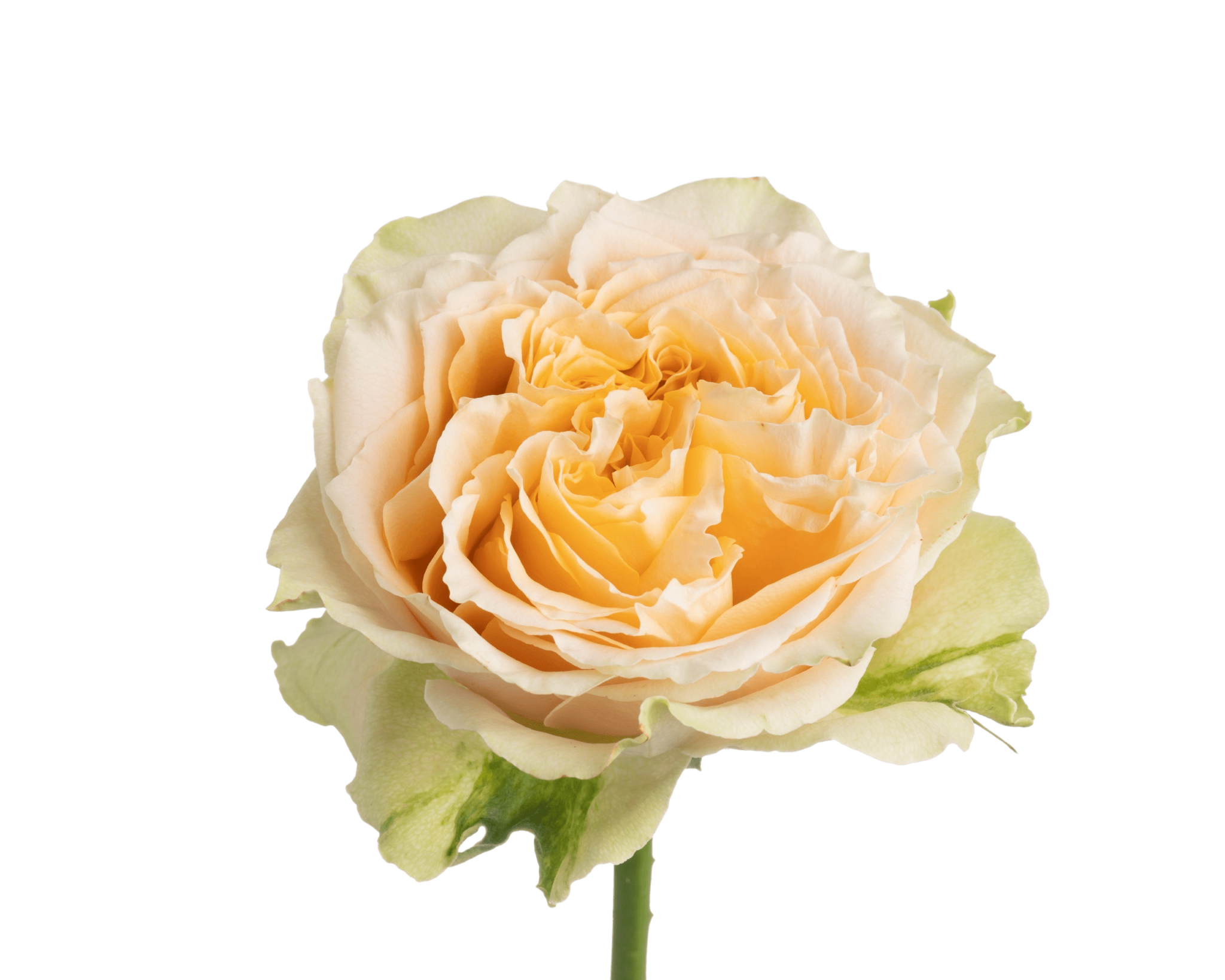 Playa Blanca – Parfum Flower Company