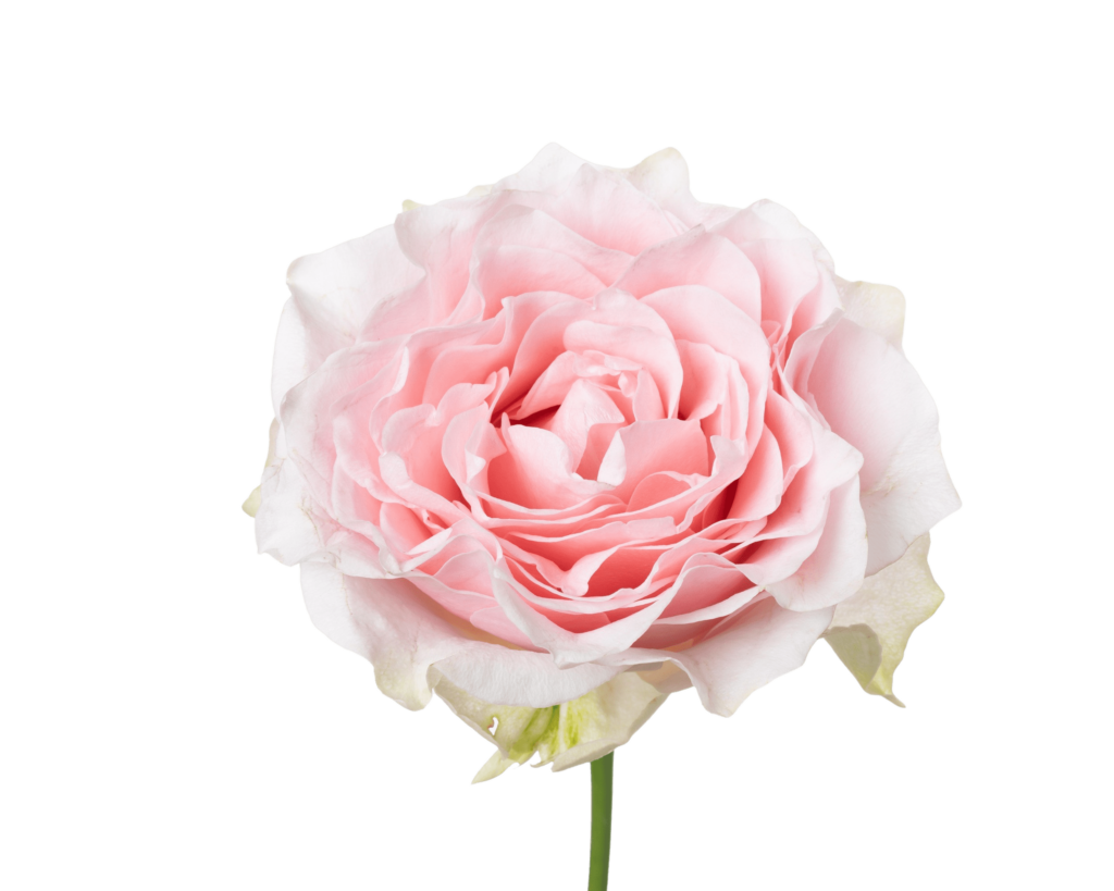 Priscilla – Parfum Flower Company