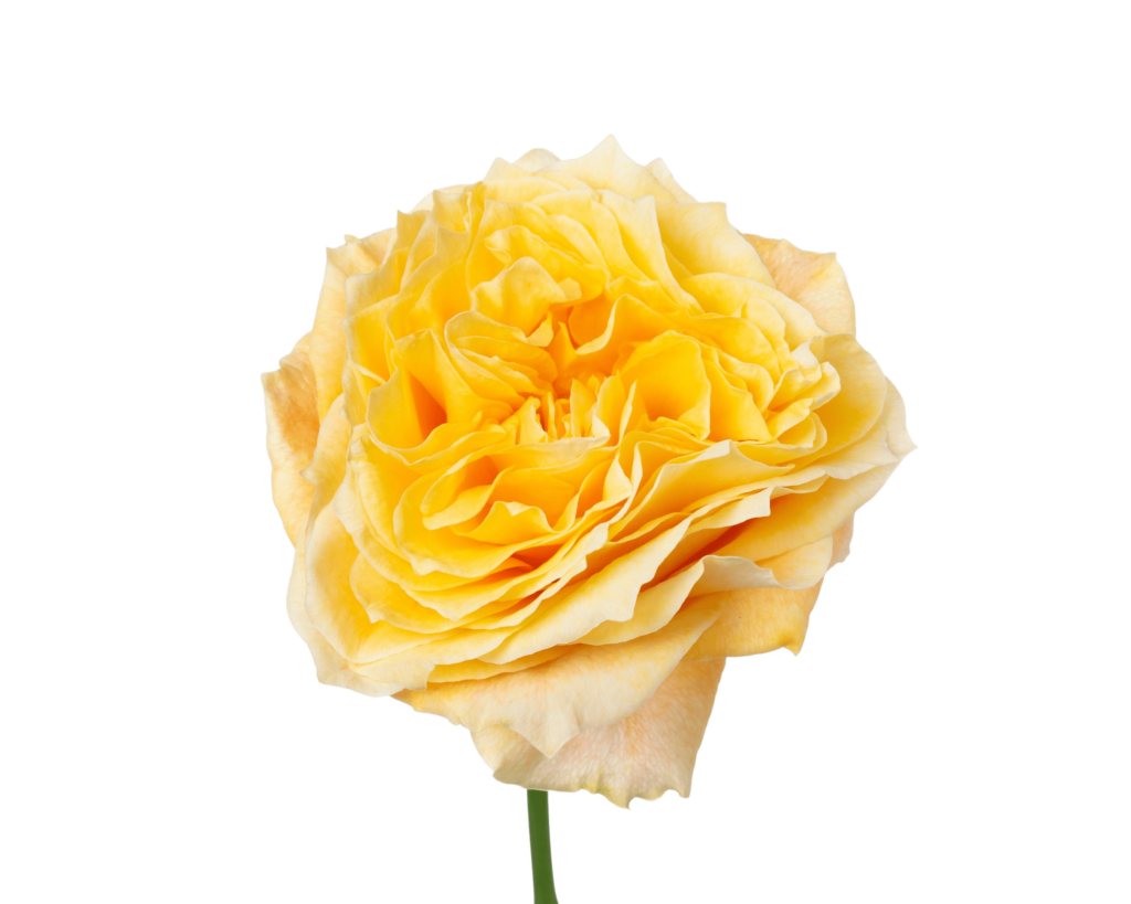 Priscilla – Parfum Flower Company