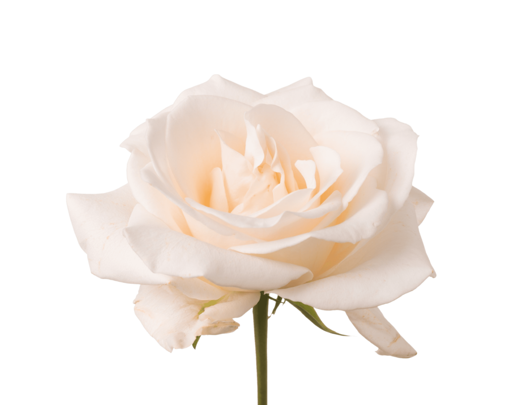 Barista – Parfum Flower Company