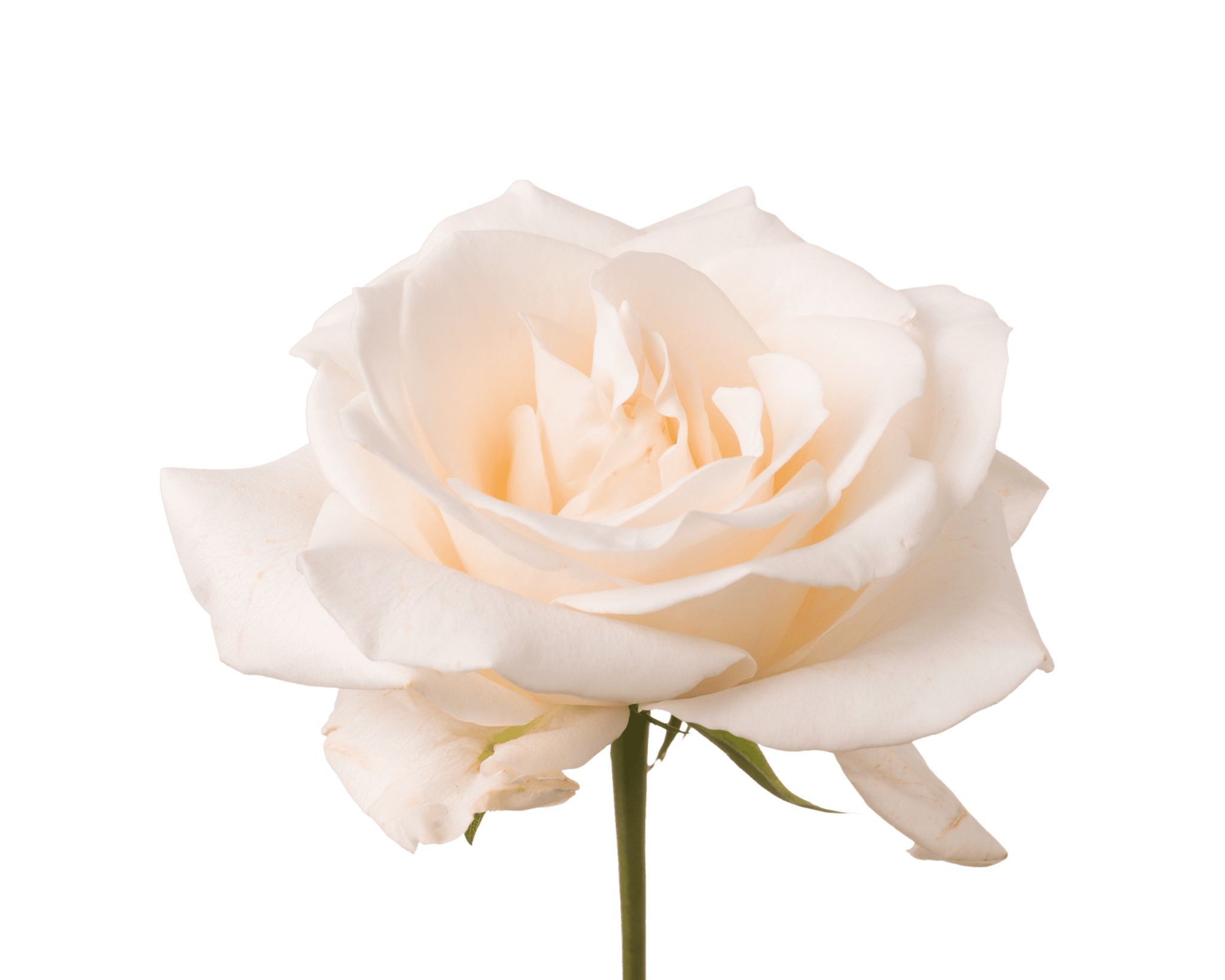 Barista – Parfum Flower Company