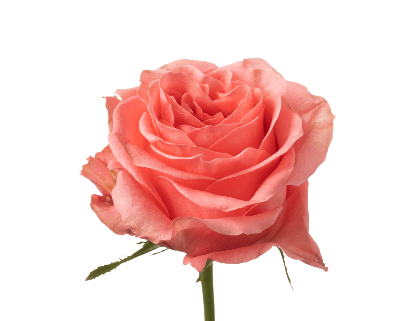 Barista – Parfum Flower Company