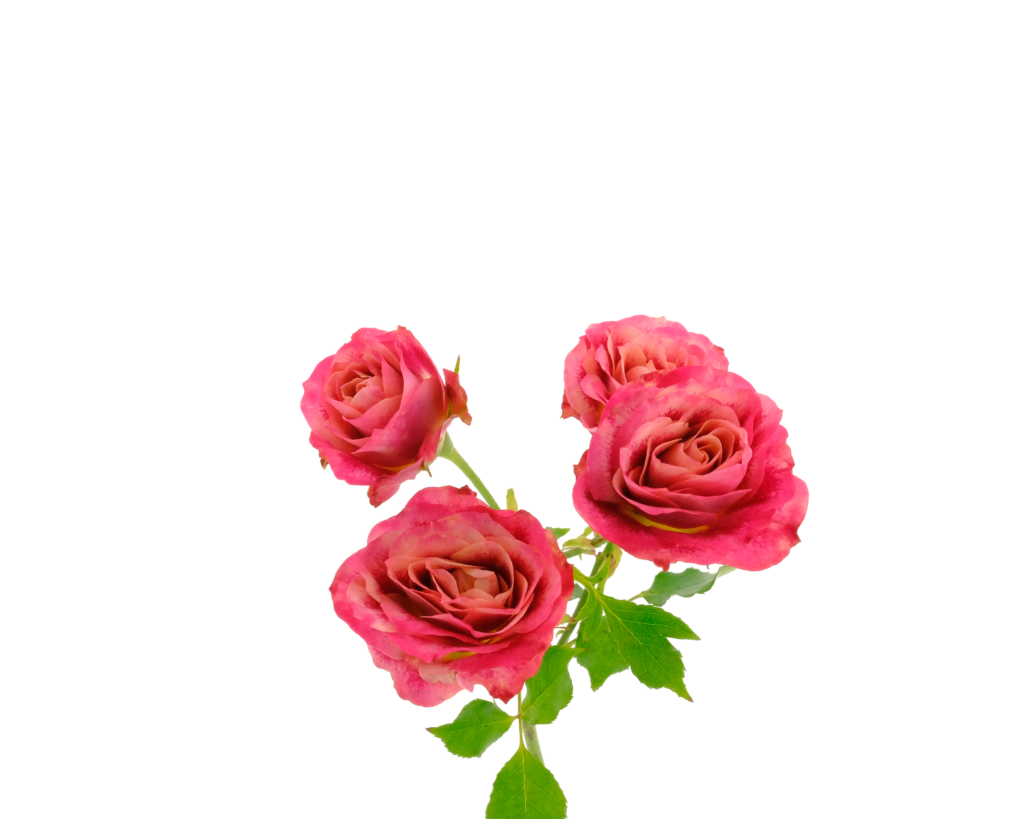 #ashtag Chakra – Parfum Flower Company