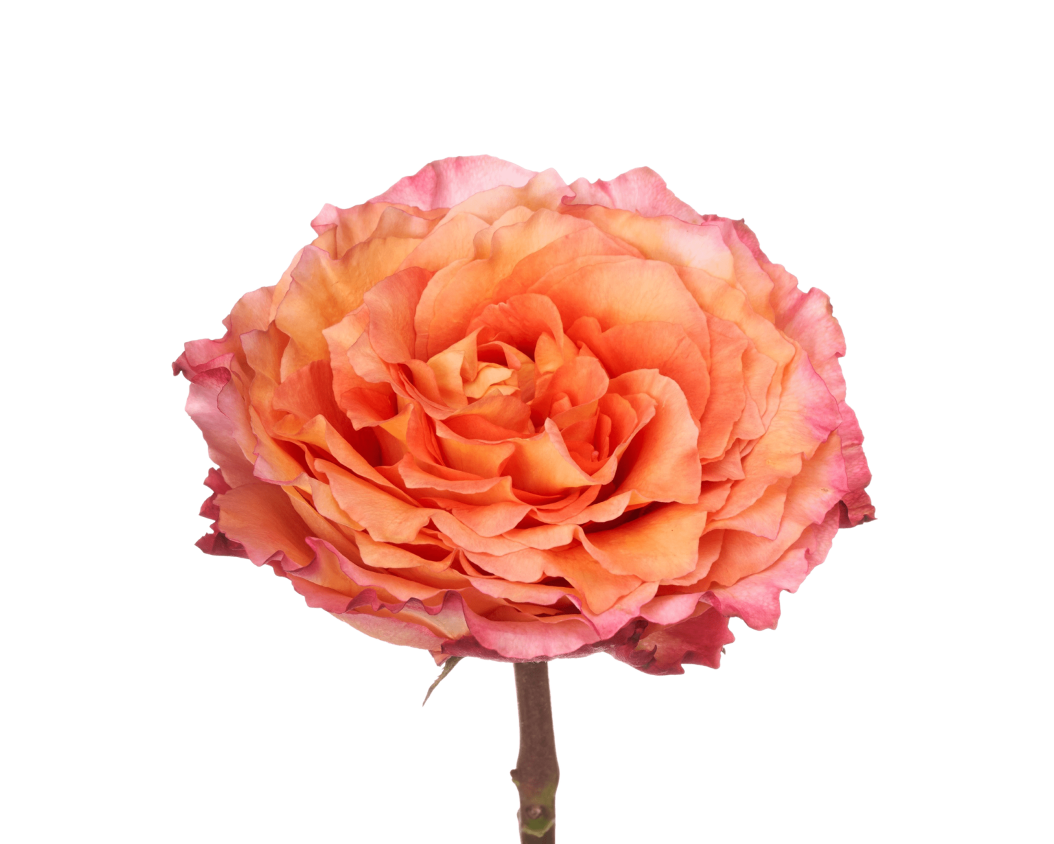 Beatrice – Parfum Flower Company