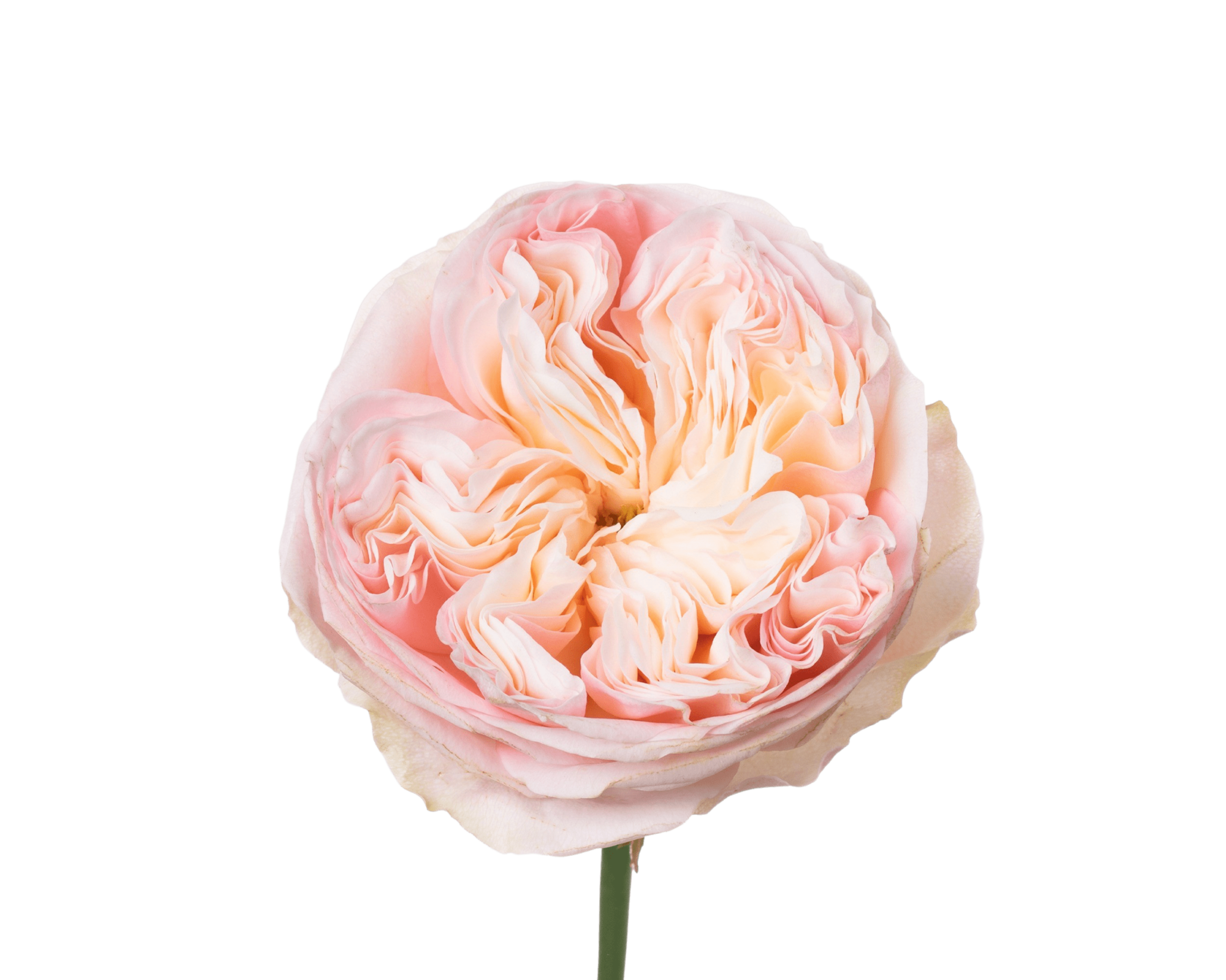 Priscilla – Parfum Flower Company