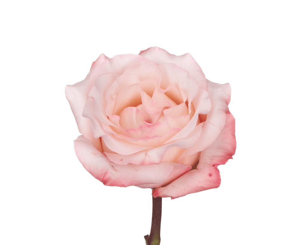 Beatrice – Parfum Flower Company