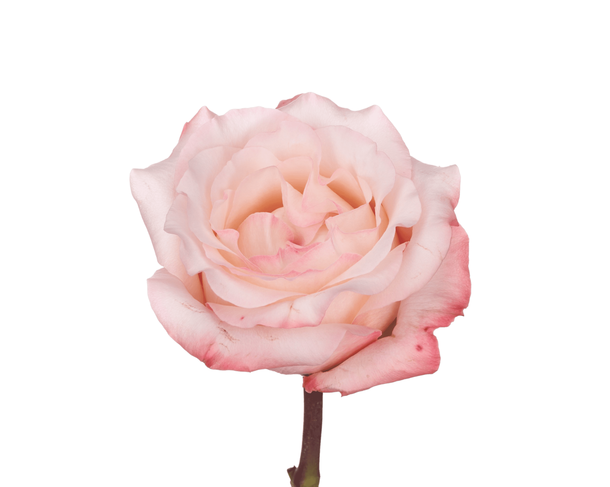 Beatrice – Parfum Flower Company