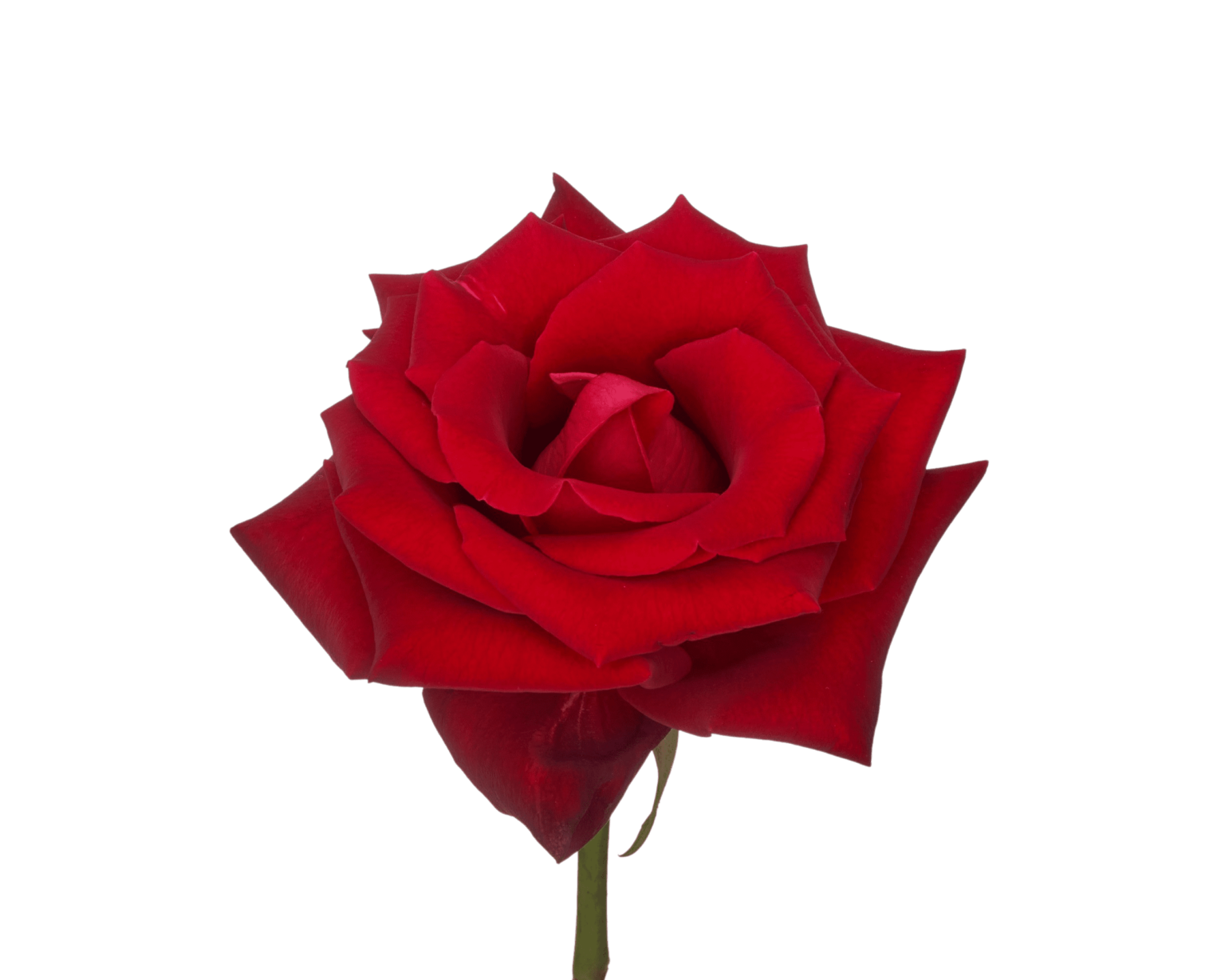 Beatrice – Parfum Flower Company