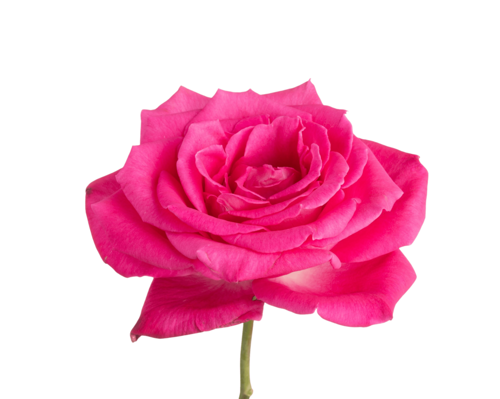 Priscilla – Parfum Flower Company