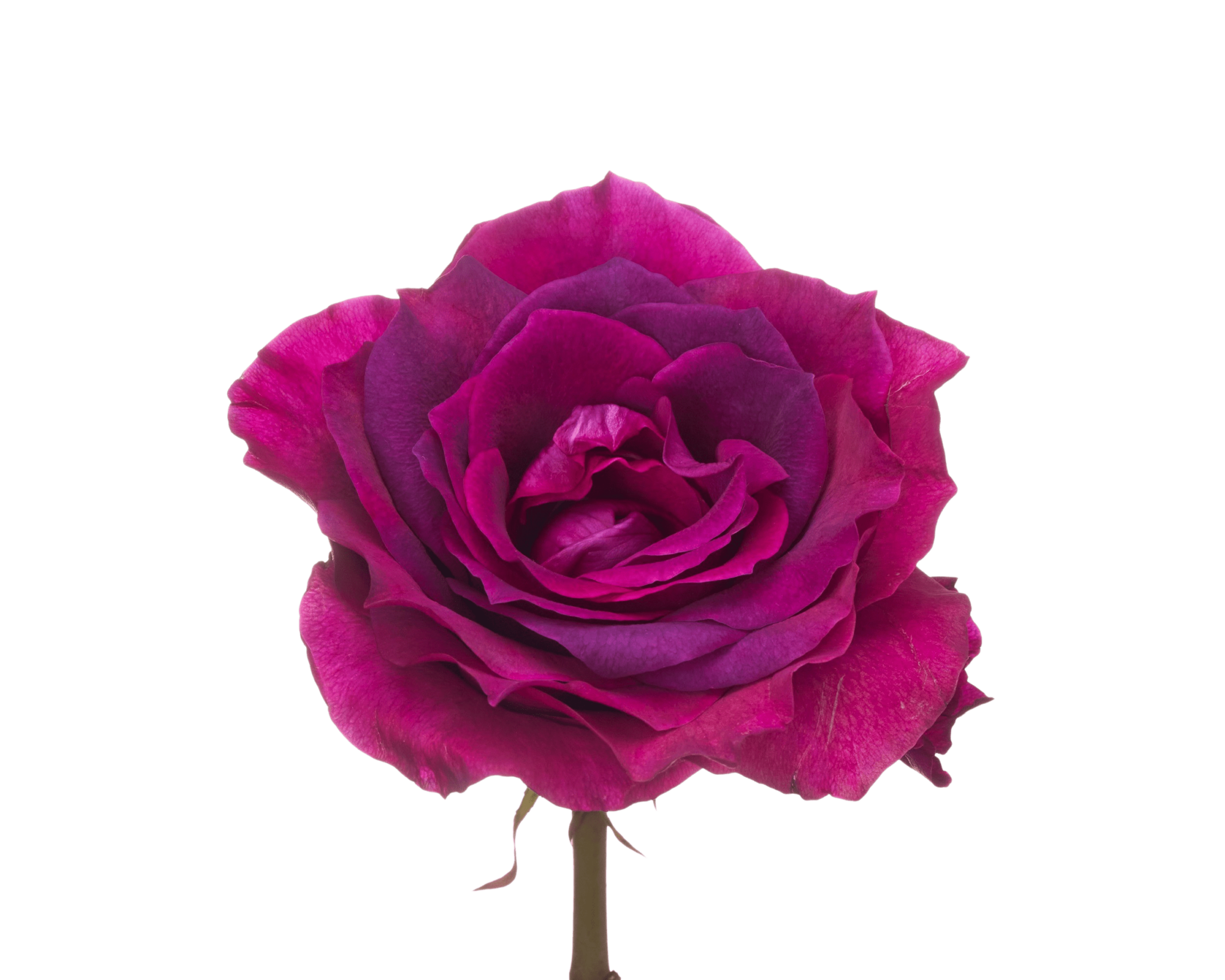 Beatrice – Parfum Flower Company