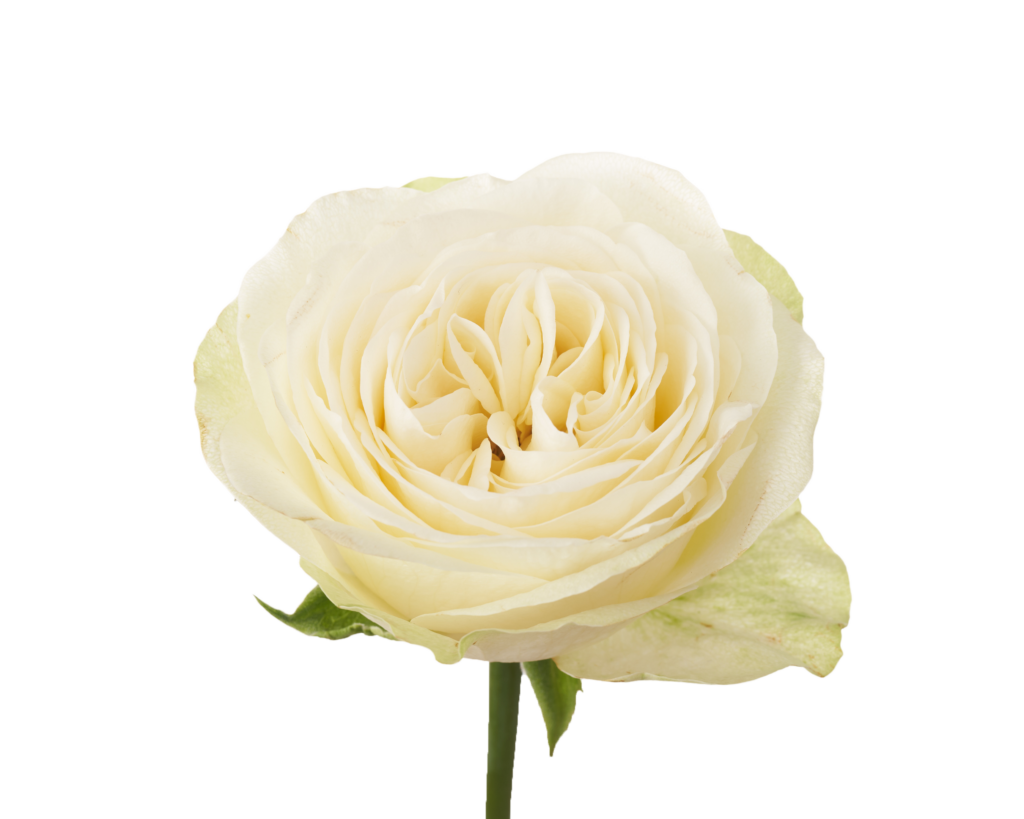 Priscilla – Parfum Flower Company