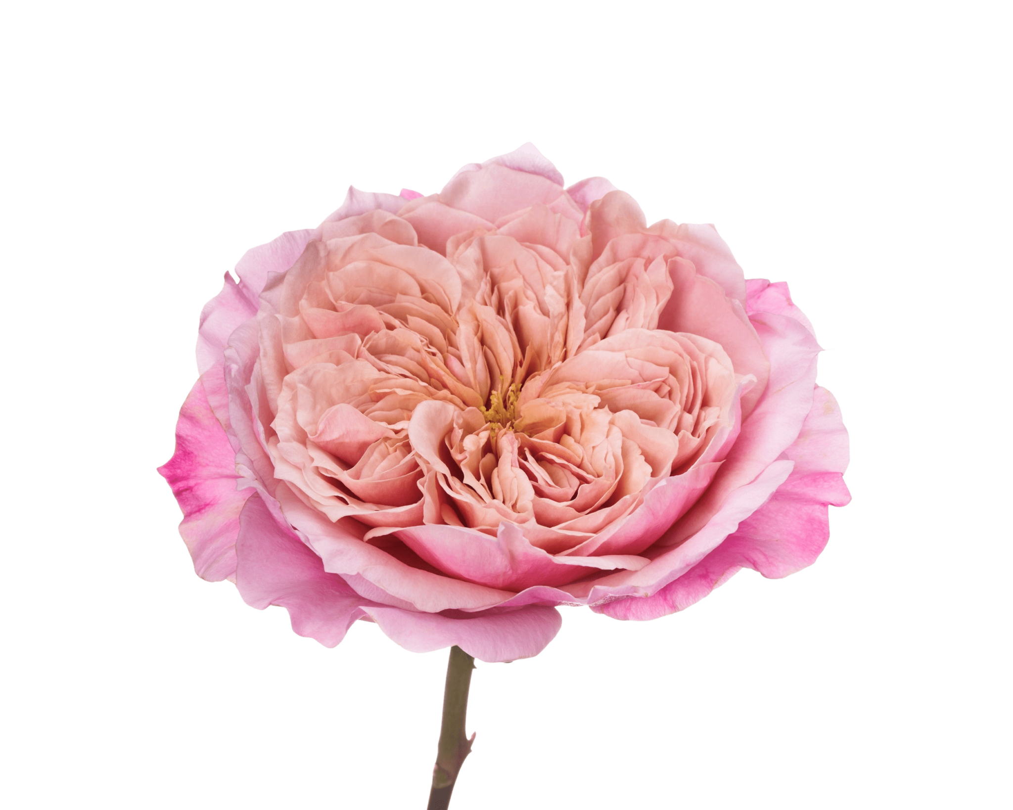 Wabara - Parfum Flower Company