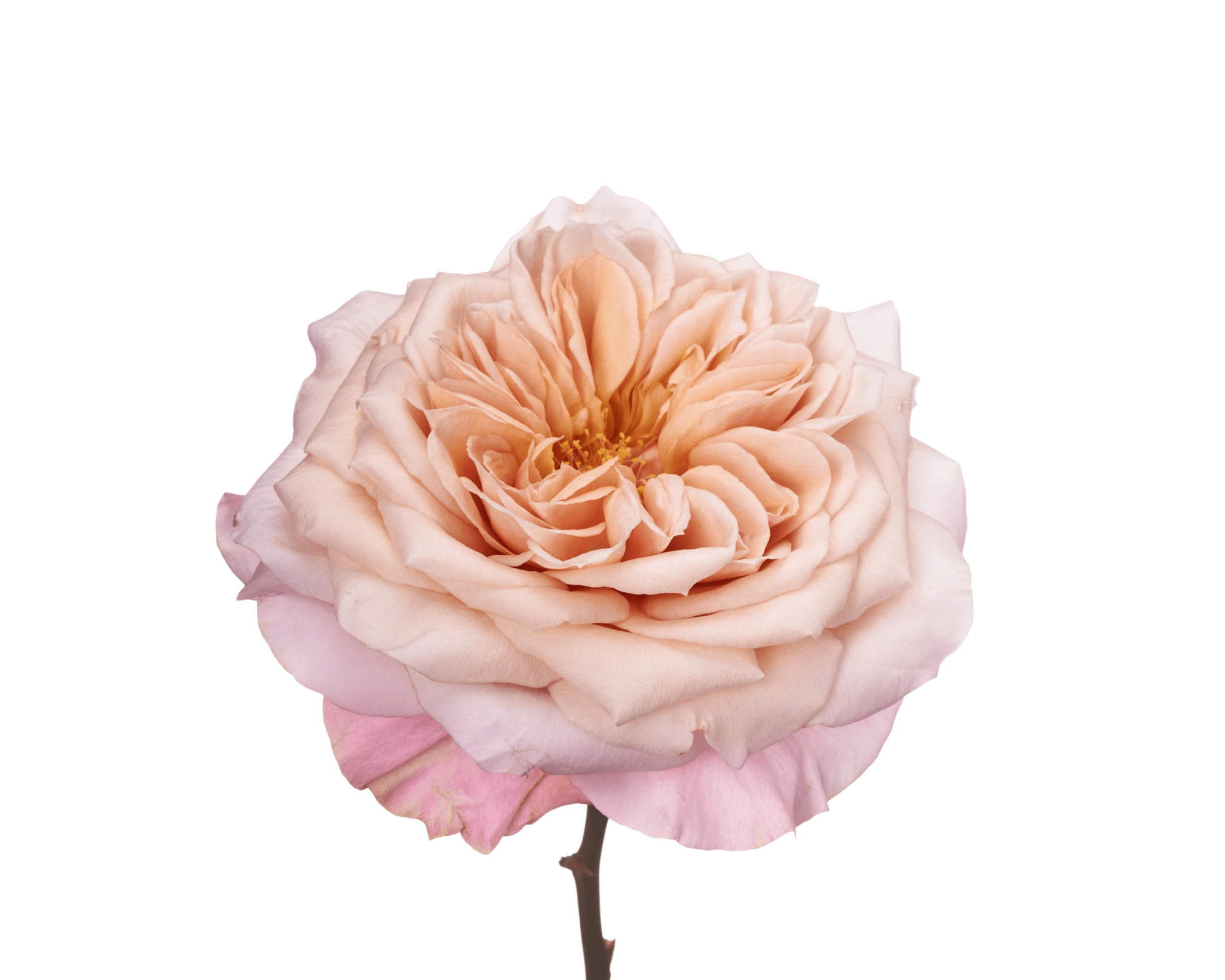 Wabara - Parfum Flower Company