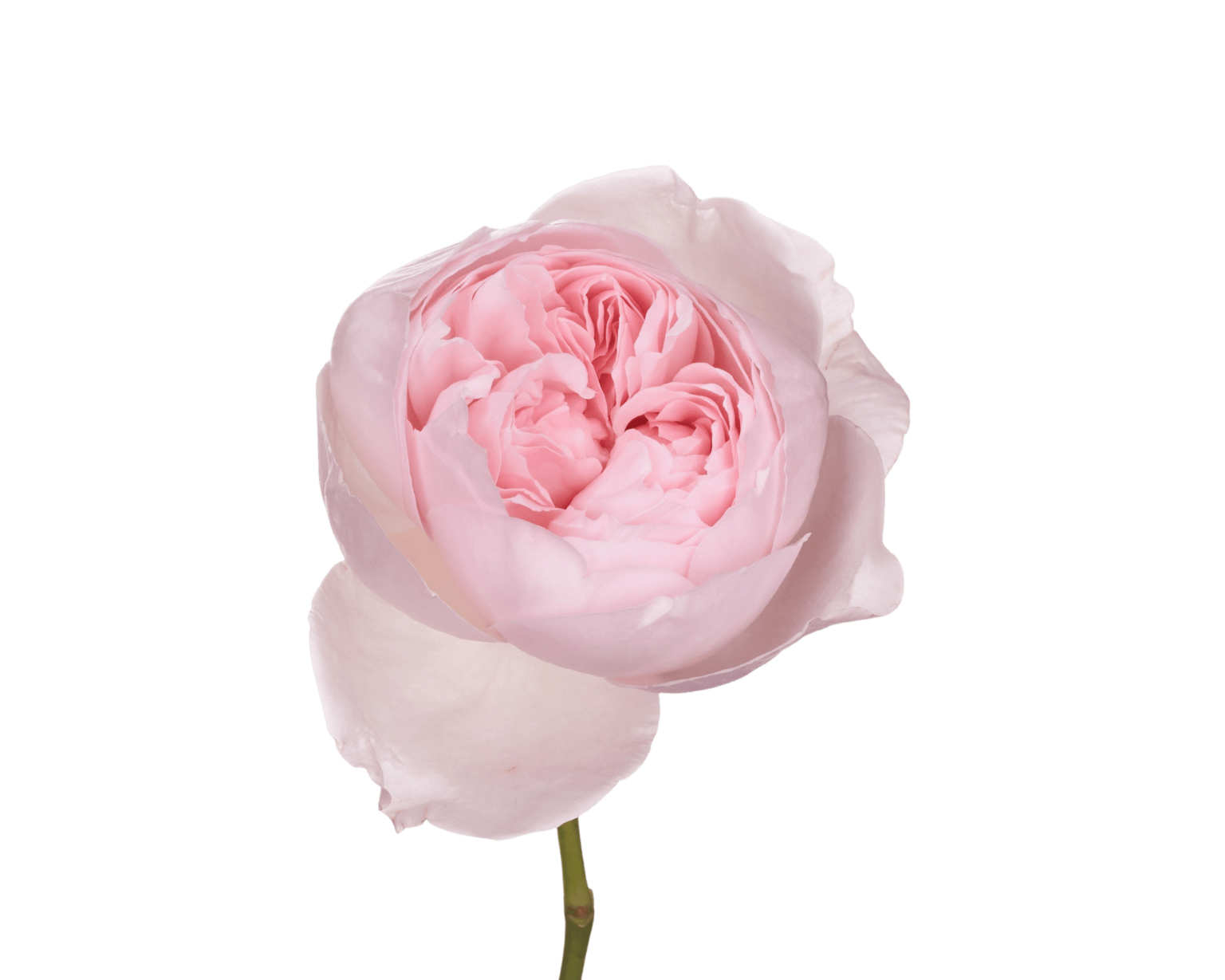 Beatrice – Parfum Flower Company