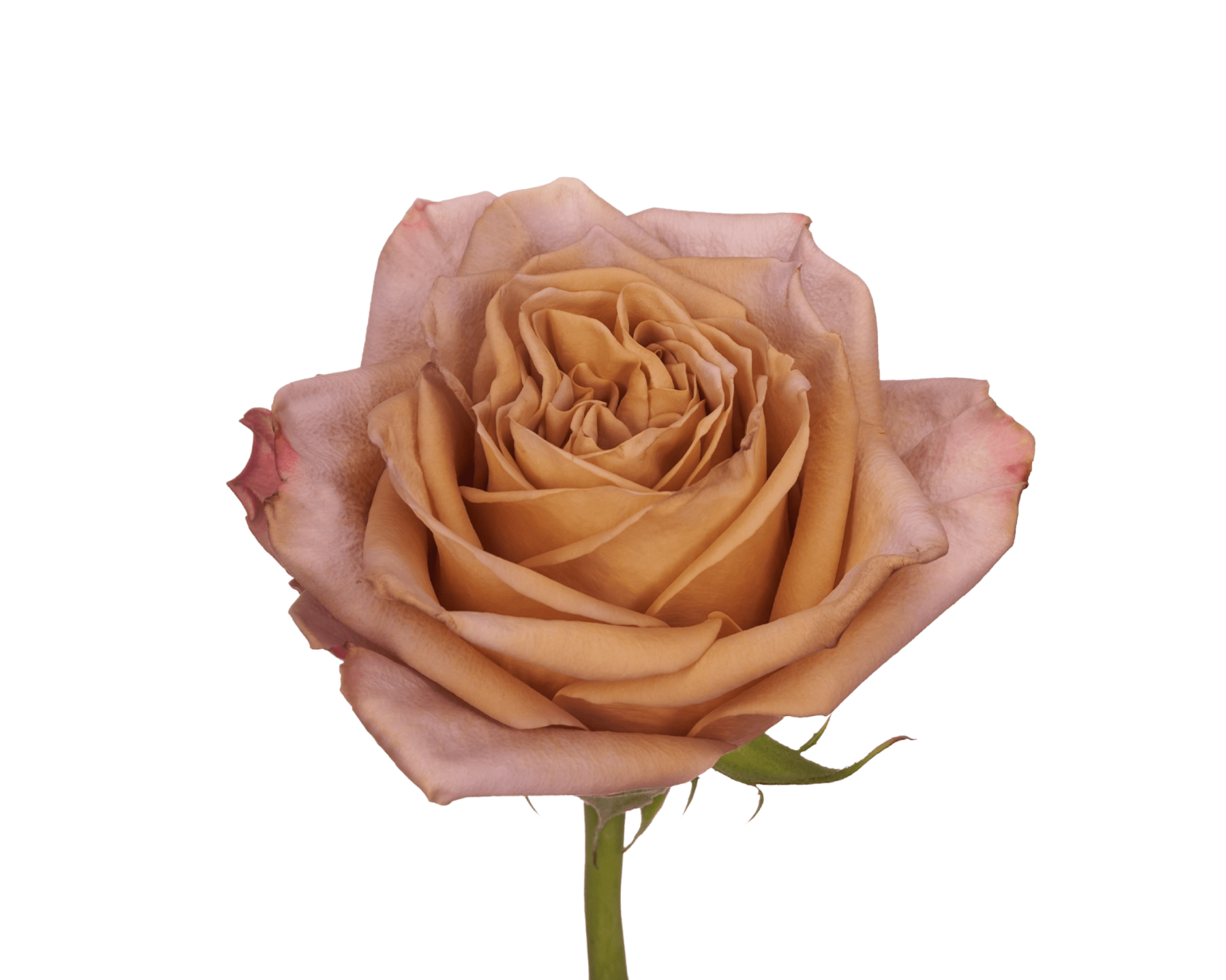 Barista – Parfum Flower Company