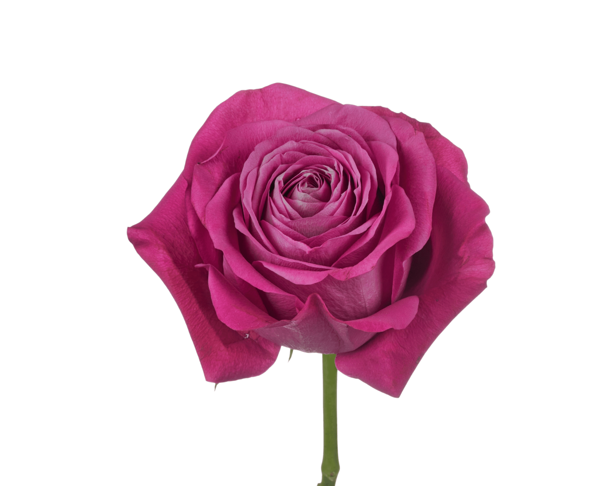 Barista - Parfum Flower Company